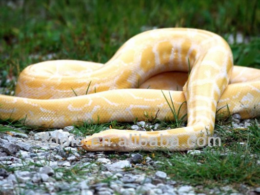 Layar Lebar Berkualitas Tinggi Margasatwa 3d Ular Wallpaper - Python ...