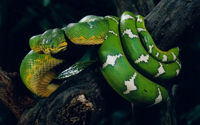 Layar Lebar Berkualitas Tinggi Margasatwa 3d Ular Wallpaper - Python ...