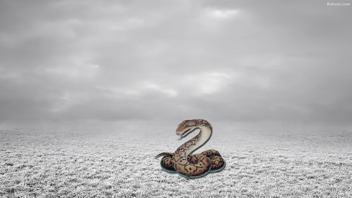 Download Wallpaper Striped, Spotted, Scales, Snake - Snake - Teahub.io