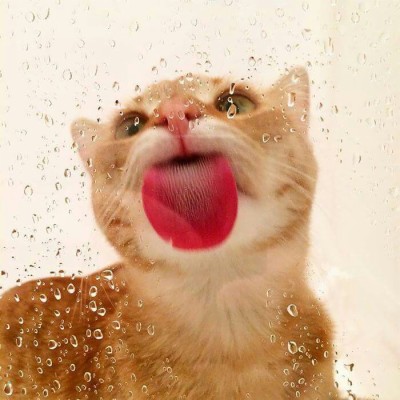 Cat Licking Glass - 700x700 Wallpaper - teahub.io