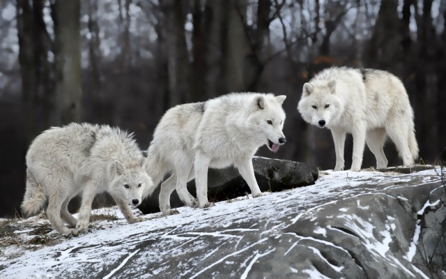 Wolves In Forest Snow - 2560x1600 Wallpaper - teahub.io