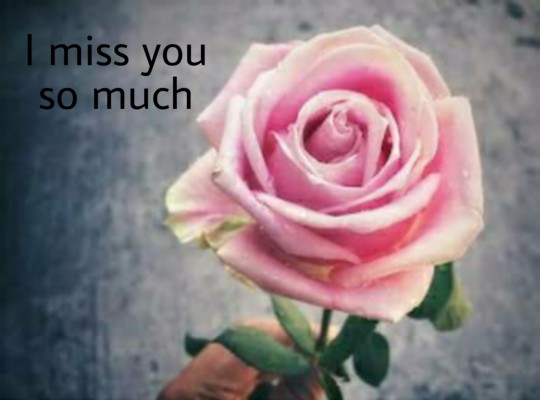 I Miss You Images - Garden Roses - 1458x1080 Wallpaper - teahub.io