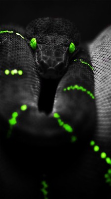 Black Mamba Wallpaper Snake - 1920x1080 Wallpaper - teahub.io