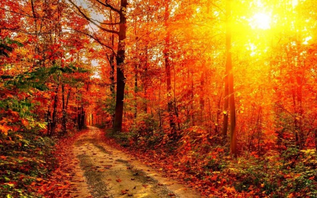 Maturing Sun - 1024x640 Wallpaper - teahub.io