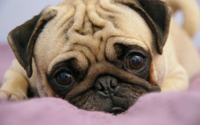 Pug Happy Birthday Images Elegant Cute Pug Wallpapers - Pug Desktop ...