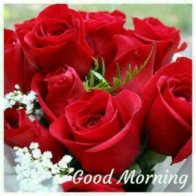 Download Wishing Good Morning Message With Rose Flower Wallpaper ...