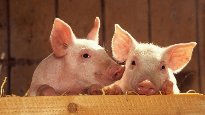 Hd Animal Wallpaper Of Two Cute Looking Pigs - Pig Farming - 1600x900 ...