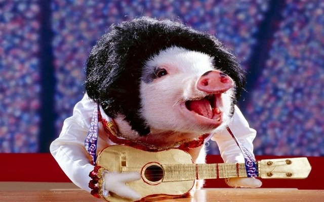 Funny Pig Playing Guitar And Singing Song - Cute Pigs With Guitar ...