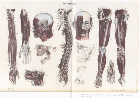 Anatomy 4k Ultra Hd Pictures - Anatomy Drawing - 1600x1121 Wallpaper ...