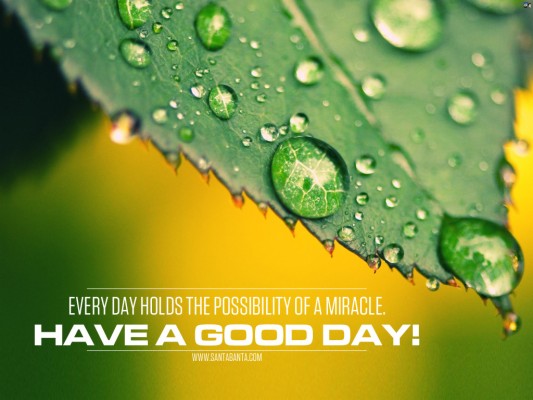 Morning Dew - 1600x1200 Wallpaper - teahub.io