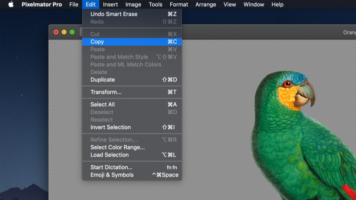 Parakeet - 1600x900 Wallpaper - teahub.io