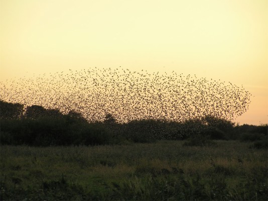 Blue Flocked Wallpaper Flock B Q Wallpapers Navy - 700x700 Wallpaper ...