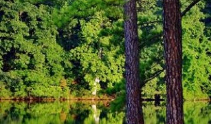 Amazing-forest - Best Screensaver Forest - 1920x1080 Wallpaper - teahub.io