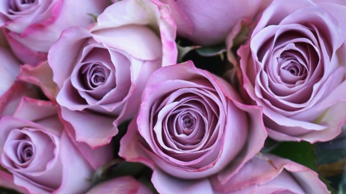 Purple Rose, Fresh, Flowers, Wallpaper - Purple Roses Background Hd ...