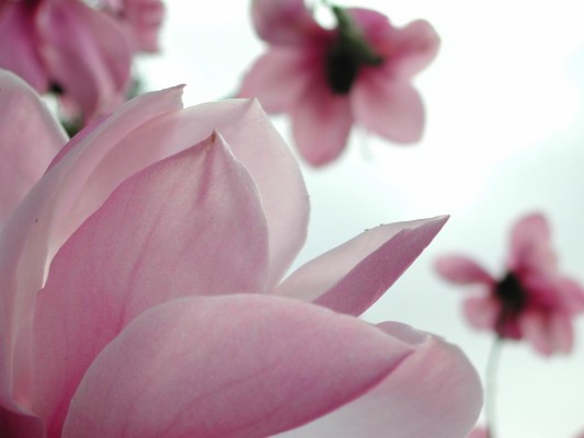 Magnolia Flower Windows 7 Flowers Wallpaper - Magnolia Flower ...