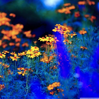 Hd Wallpapers Myford Touch Wallpaper Size 800 X 384 - 800 X 384 Pixels ...