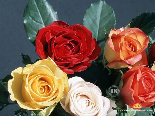 All Flower Wallpaper Download - 800x600 Wallpaper - teahub.io