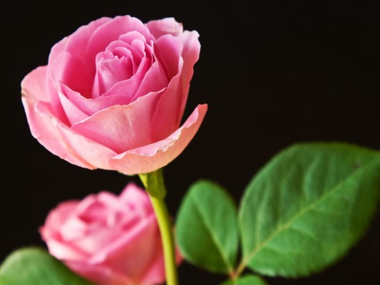 Single Rose Flower Hd - 2560x1600 Wallpaper - teahub.io