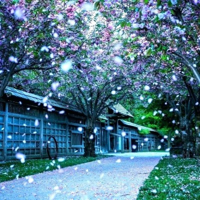 Natural High Quality Pictures Free Download Nature - Beautiful Full Hd ...