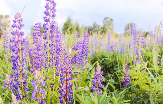 Photo Wallpaper Flowers, Nature, Flower - Fernleaf Lavender - 1332x850 ...