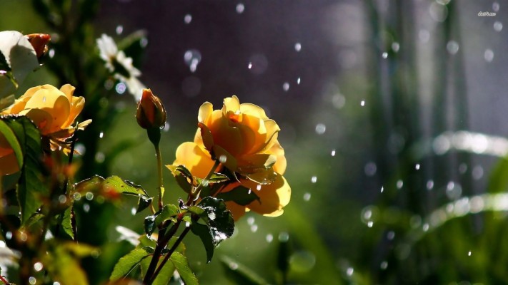 Rose Bush Rain Water Drop Backgrounds - Yellow Roses In The Rain ...