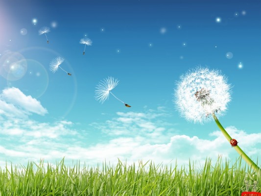 Hd Wallpaper Air - Fly Flower Background - 1600x1200 Wallpaper - teahub.io