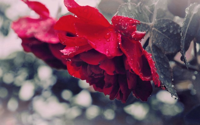Download Wallpaper Red Roses Full Of Rainwater - Rainwater - 1130x706 ...