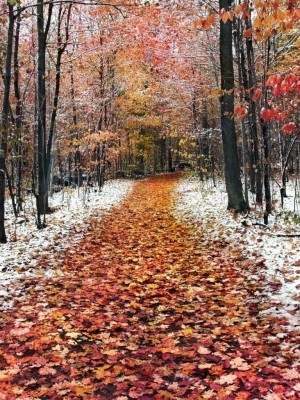 Late Fall - 768x1024 Wallpaper - teahub.io