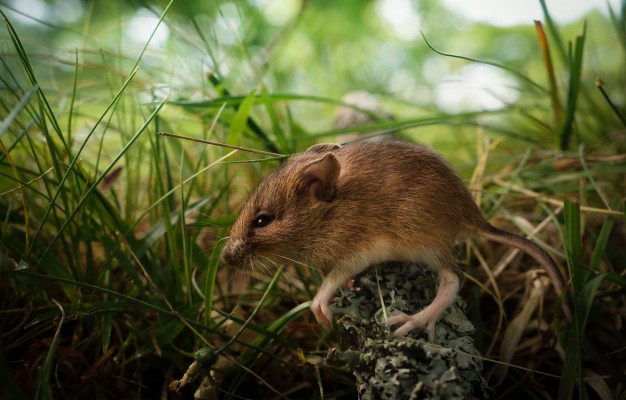 Photo Wallpaper Grass, Young, Mouse - Mouse - 1332x850 Wallpaper ...