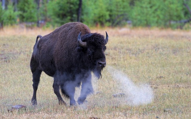 Buffalo Snorting - 1920x1200 Wallpaper - teahub.io