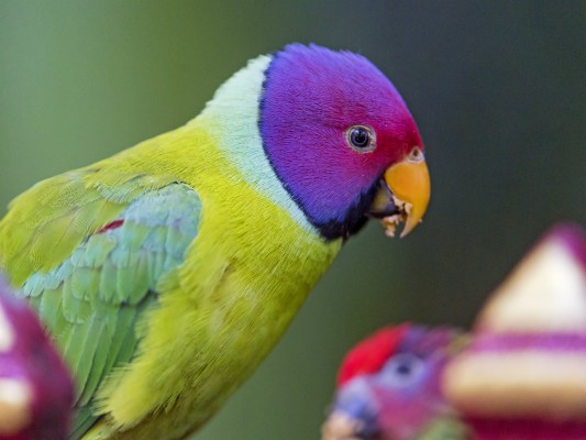 Plum Headed Parakeet Face - 4754x3566 Wallpaper - teahub.io