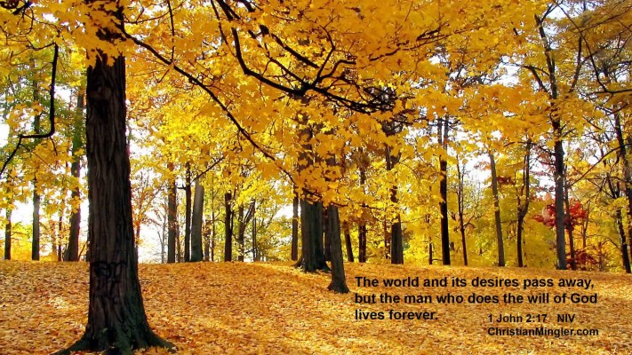 There Is Hope For A Tree Christian Wallpaper Hd - Hope - 1366x768 ...