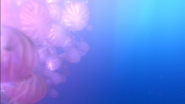 Finding Nemo 3d Movie Hd Desktop Wallpaper - Jellyfish In Finding Nemo ...