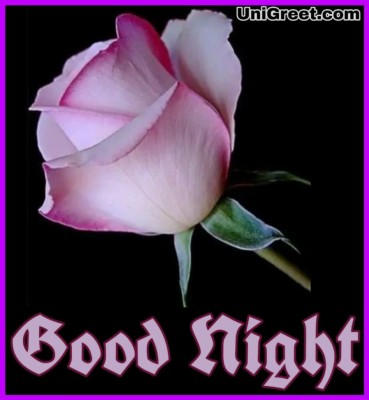 Flower Rose Good Night - 1366x768 Wallpaper - teahub.io