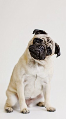 Pug, Wallpaper, Wallpapers - Lock Screen Dog Wallpaper Phone - 600x1064 ...