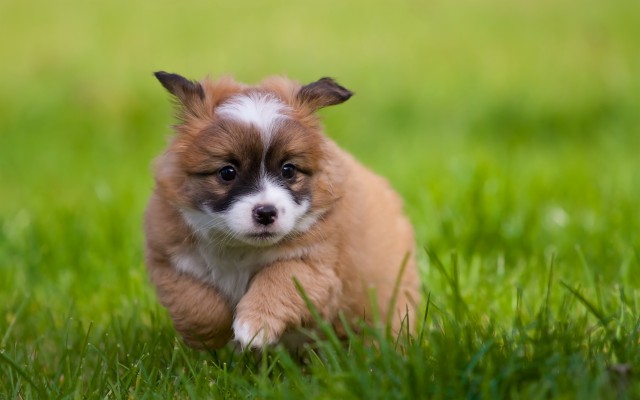 Baby Boo Dog - 2048x1365 Wallpaper - teahub.io