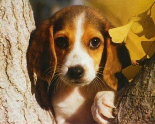 Beagle Puppies Wallpaper Desktop - 1920x1080 Wallpaper - teahub.io