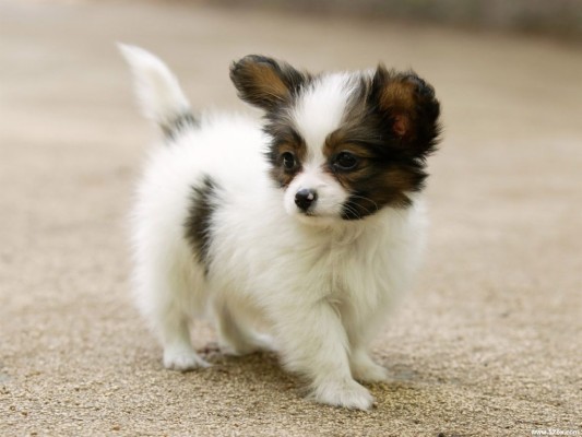 Cute Papillon Puppies - 1024x768 Wallpaper - teahub.io