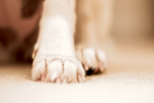 Dog Paws - 1000x1080 Wallpaper - teahub.io