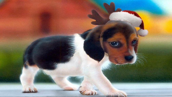 Puppy Cute Hound Dog - 1136x640 Wallpaper - teahub.io