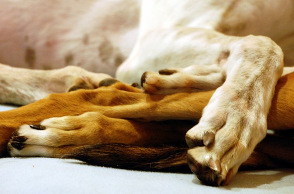 Greyhound Feet - 1280x843 Wallpaper - teahub.io