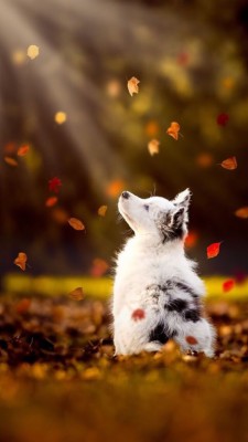 Cute Fall Animals - 640x1136 Wallpaper - teahub.io