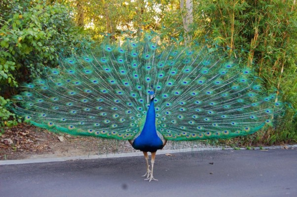 Dancing Peacock In Rain 1024x680 Wallpaper
