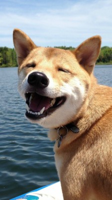 Doggo - 1080x1920 Wallpaper - teahub.io