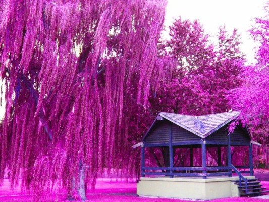 Pink Landscaping Weeping Willow Tree - 800x600 Wallpaper - teahub.io