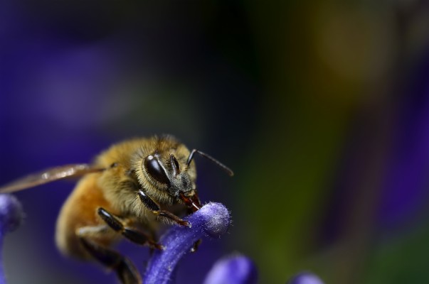 Honey Bee Wallpaper - Honey Bee Front View - 1920x1200 Wallpaper ...