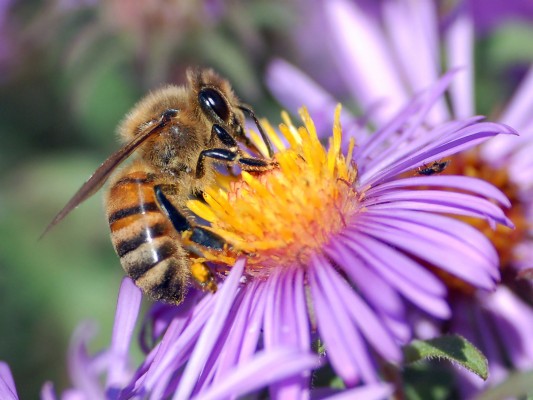 Honey Bee Wallpaper - Honey Bee Front View - 1920x1200 Wallpaper ...