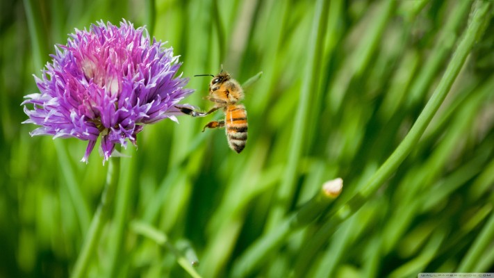 Honey Bee Wallpaper - Honey Bee Front View - 1920x1200 Wallpaper ...