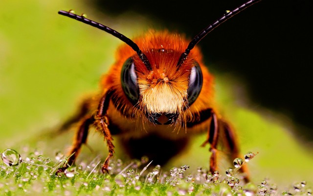 Honey Bee Wallpaper - Honey Bee Front View - 1920x1200 Wallpaper ...