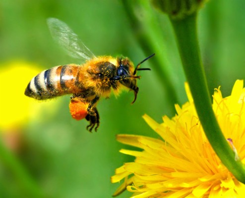 Honey Bee Wallpaper - Honey Bee Front View - 1920x1200 Wallpaper ...